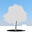 3d Model Maple Trees
