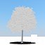 3d Model Maple Trees