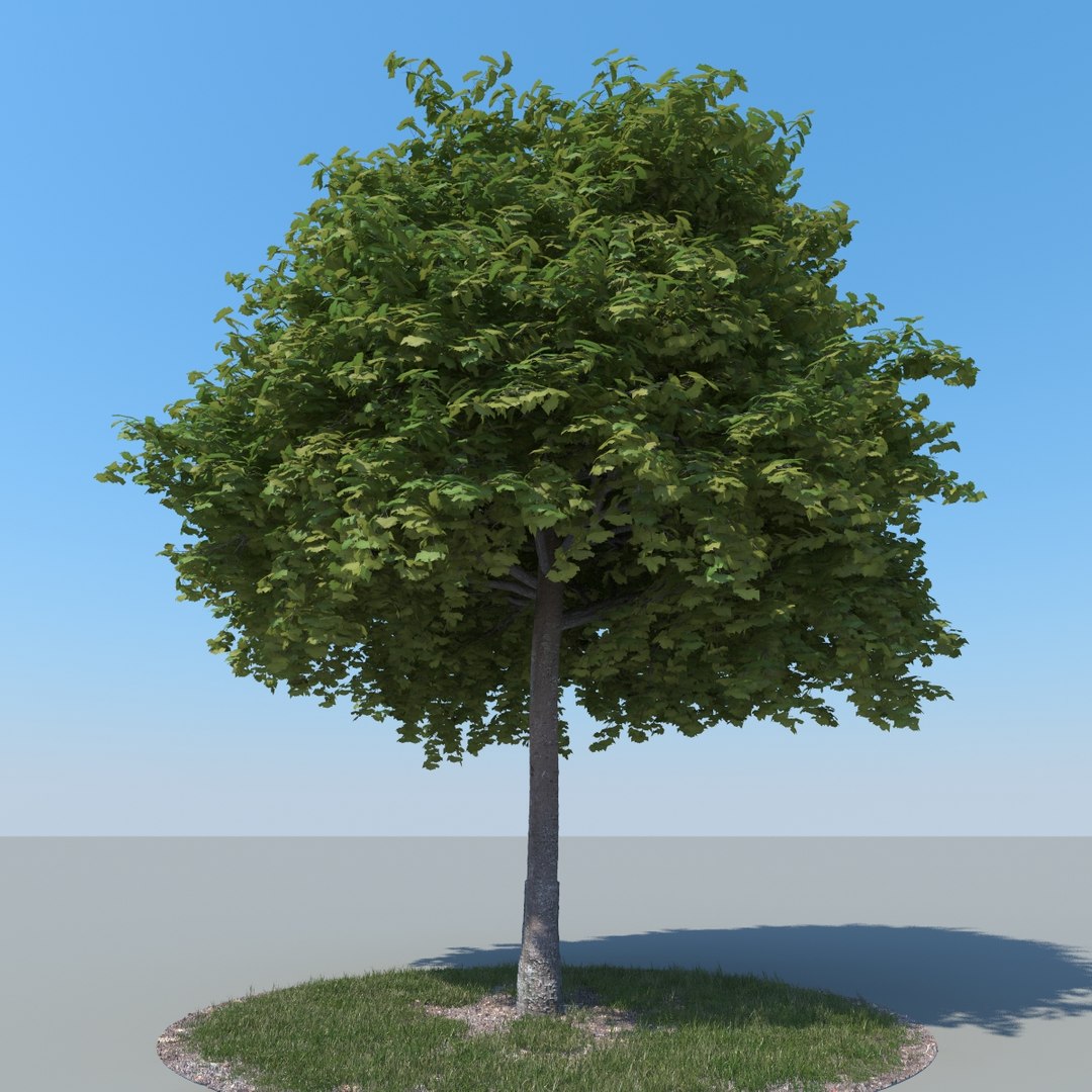 3d model maple trees