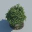 3d Model Maple Trees