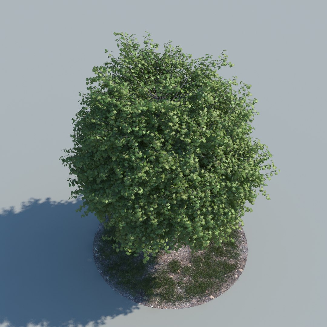3d model maple trees