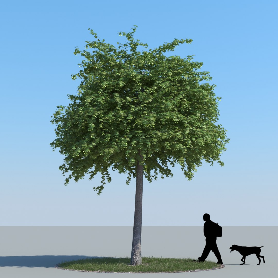 3d model maple trees