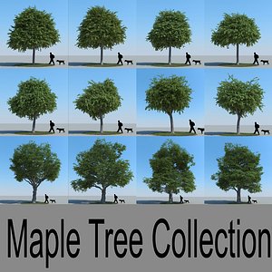 Collection Maple Tree 3D Models for Download | TurboSquid