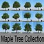 3d Model Maple Trees