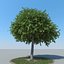 3d Model Maple Trees