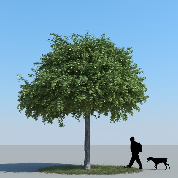 3d model maple trees