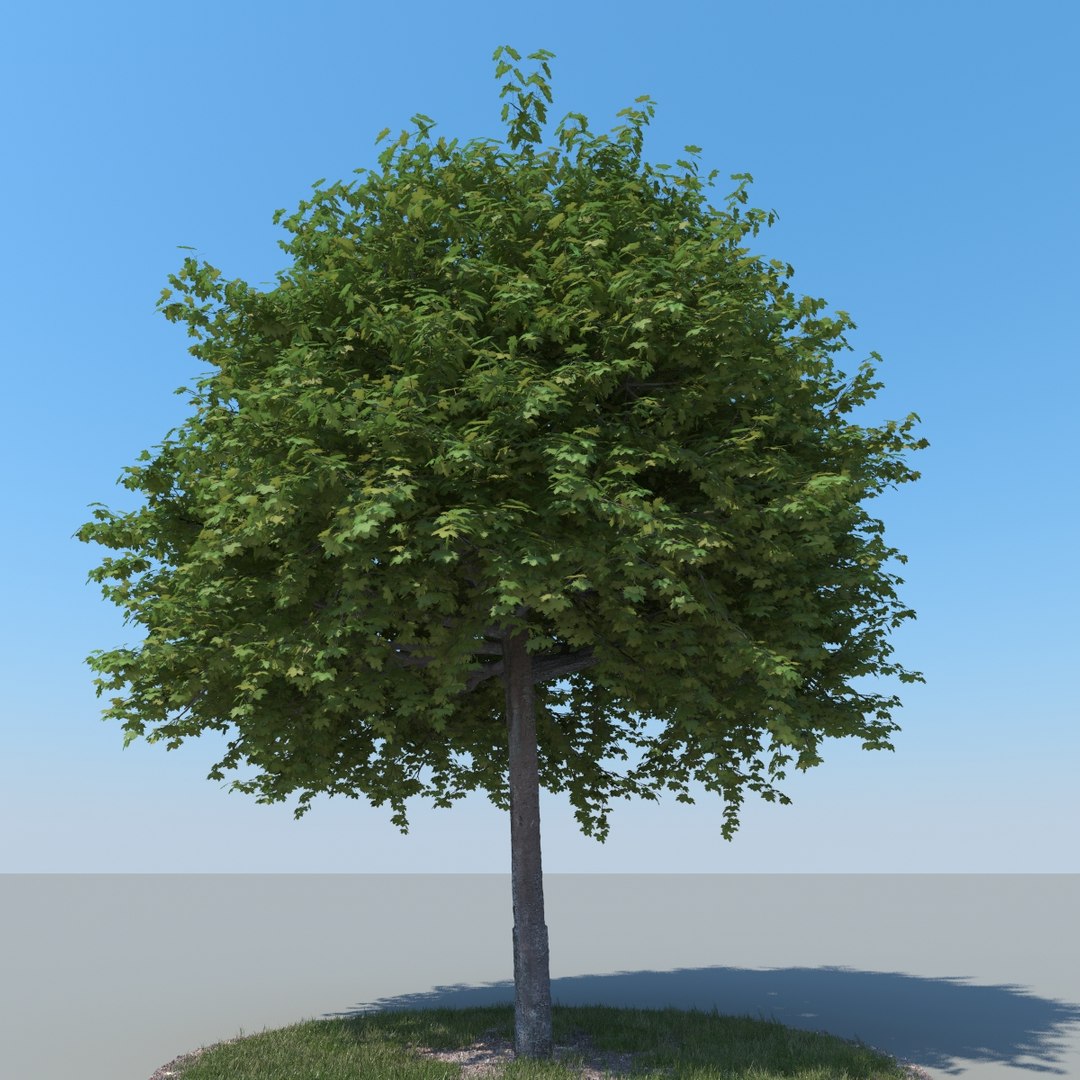 3d model maple trees