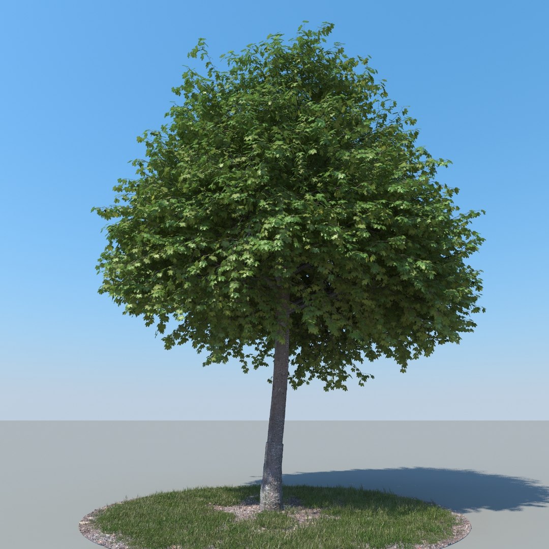 3d model maple trees
