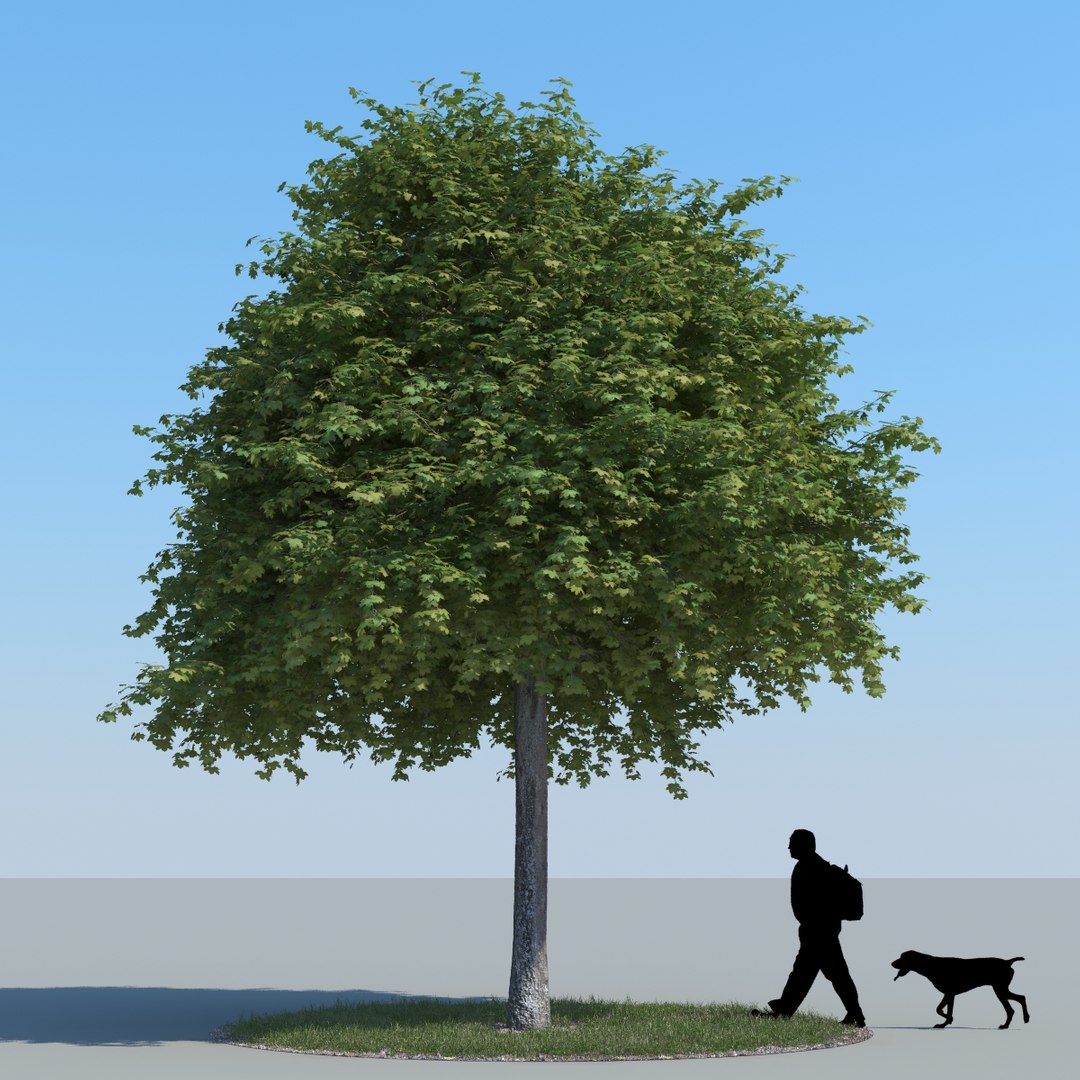 3d model maple trees