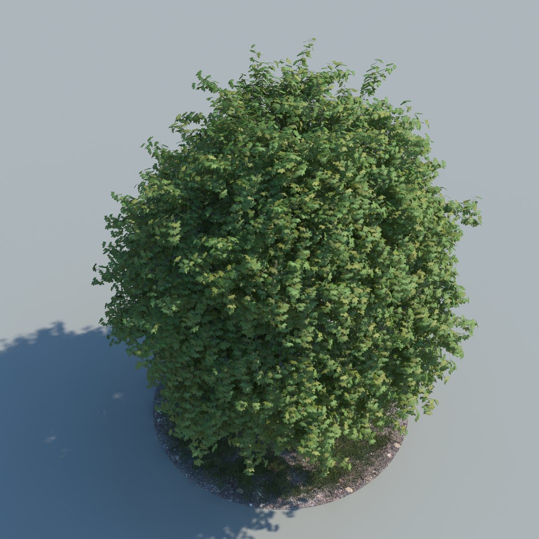 3d model maple trees