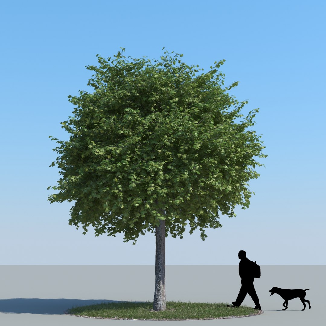 3d model maple trees