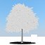 3d Model Maple Trees