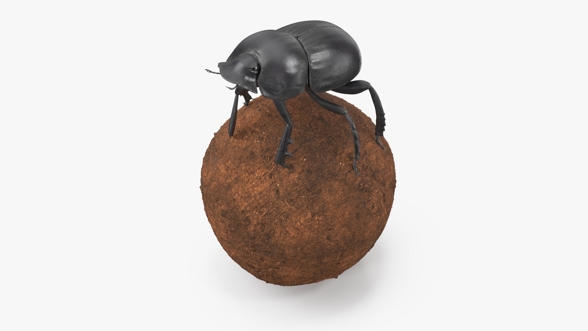 Dung Beetle On Dung Ball Model - TurboSquid 2297149