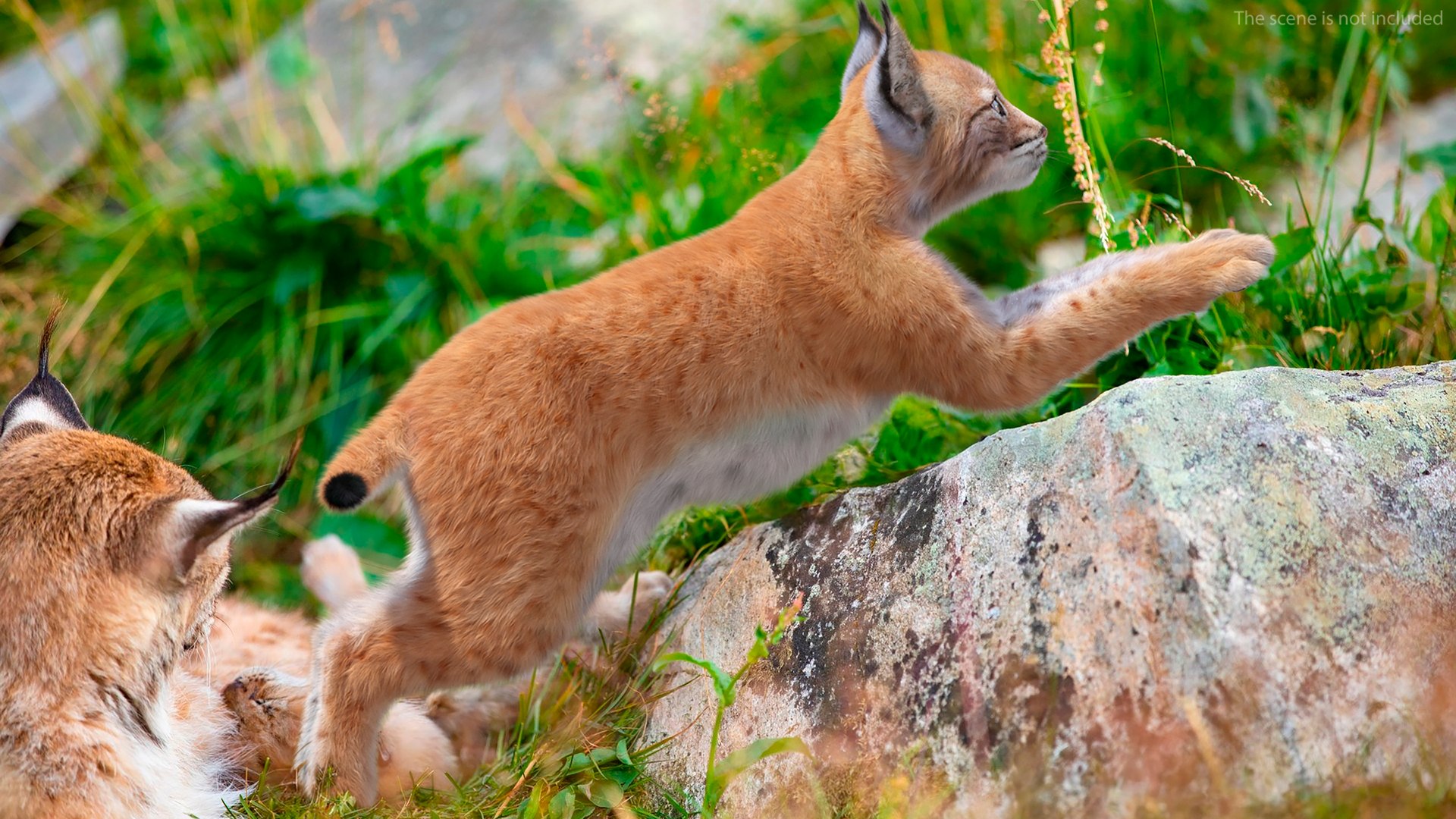 Lynx Cub In Jumping Pose Fur 3D - TurboSquid 2359098