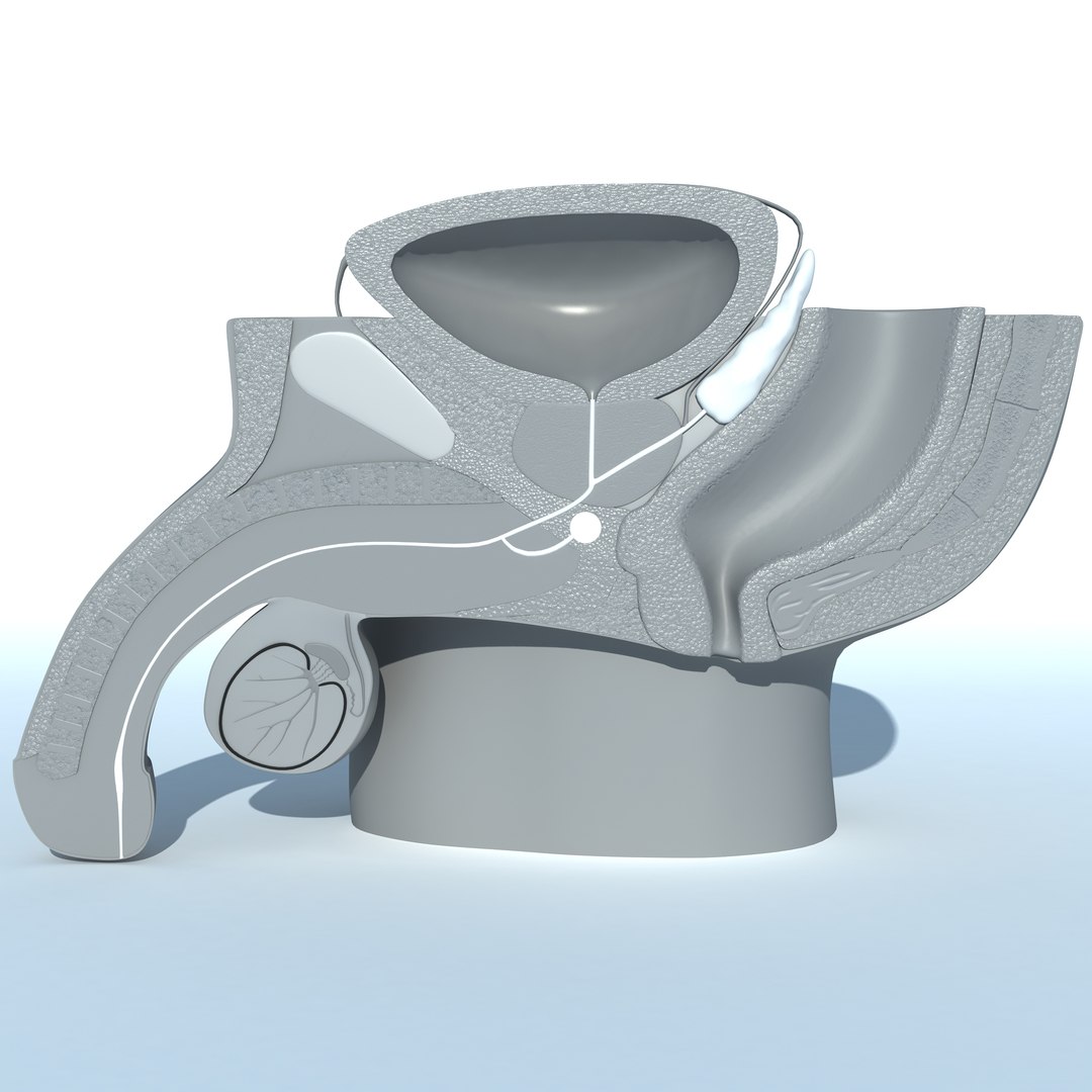 3d cross section male pelvis