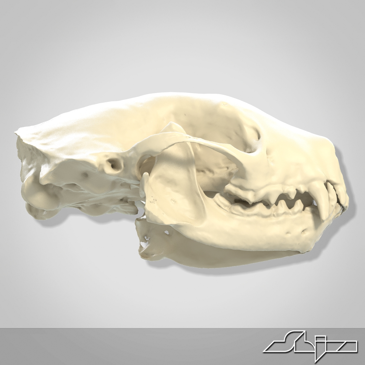 skunk skull scan max
