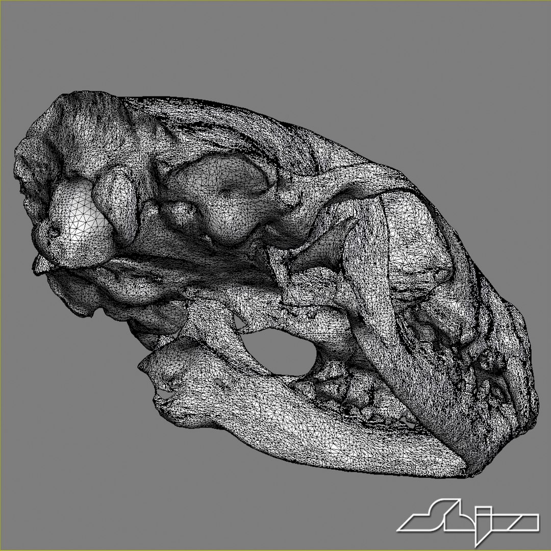 Skunk Skull Scan Max
