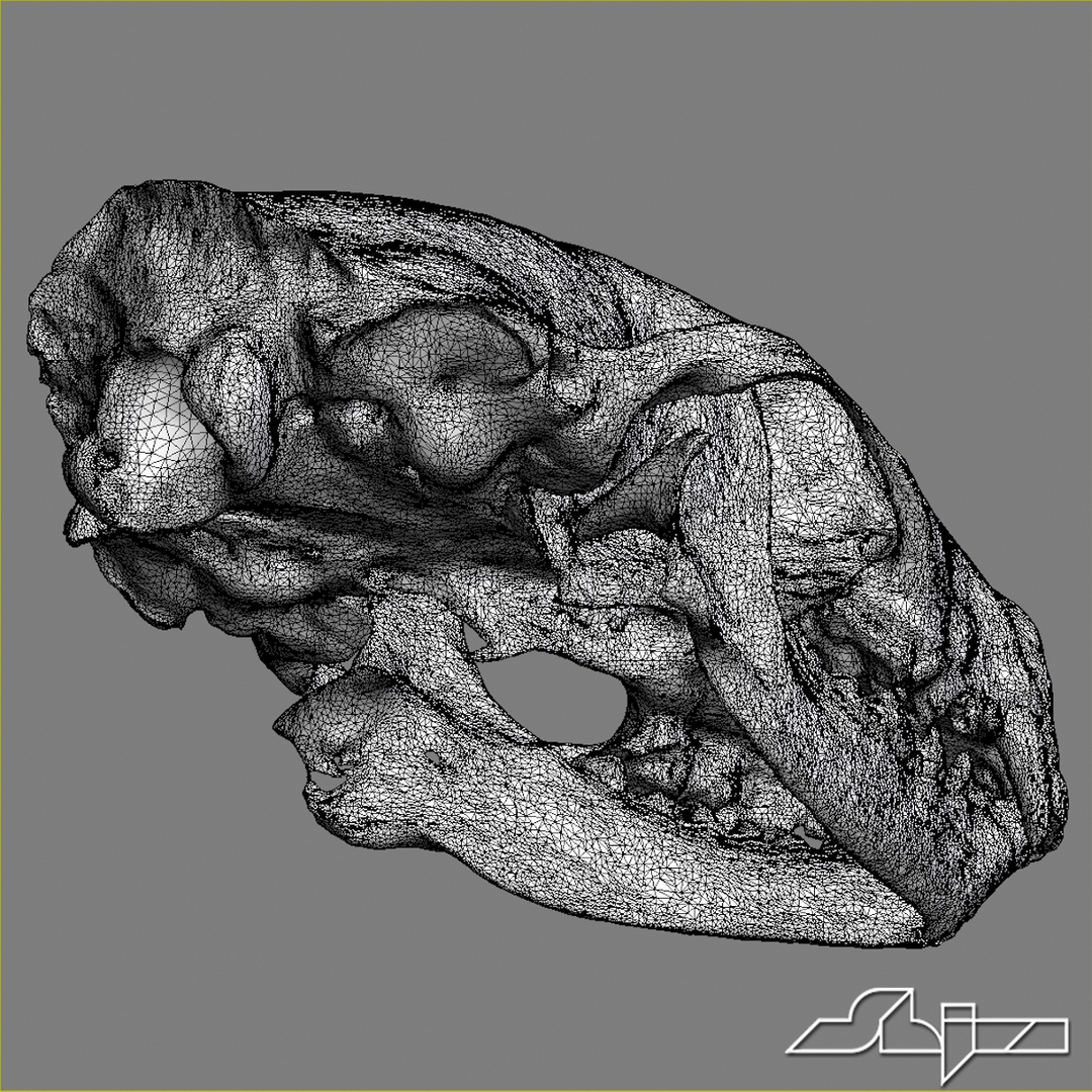 skunk skull scan max