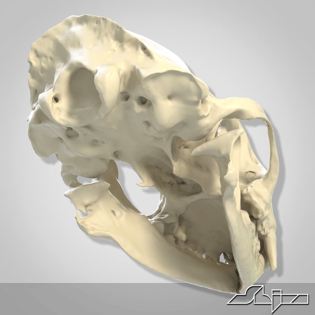 skunk skull scan max
