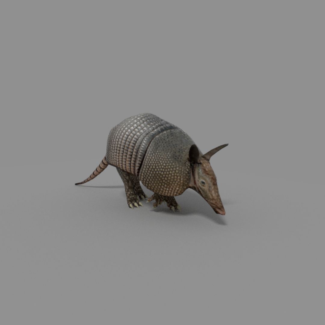 Armadillo Dasypus Novemcinctus 3d X