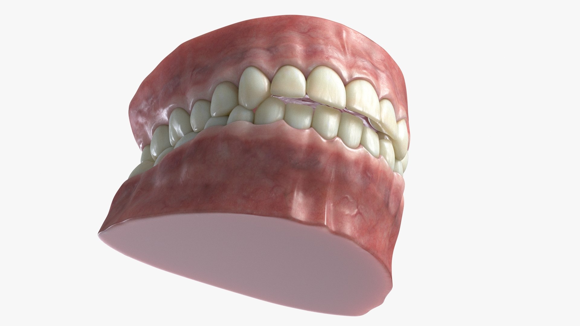 3D gum human teeth - TurboSquid 1689781