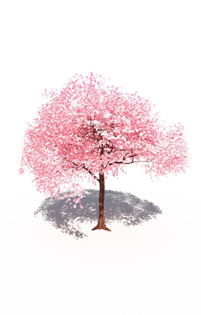 Cherry Tree Flowering Prunus Avium A 3D Model - TurboSquid 1779563