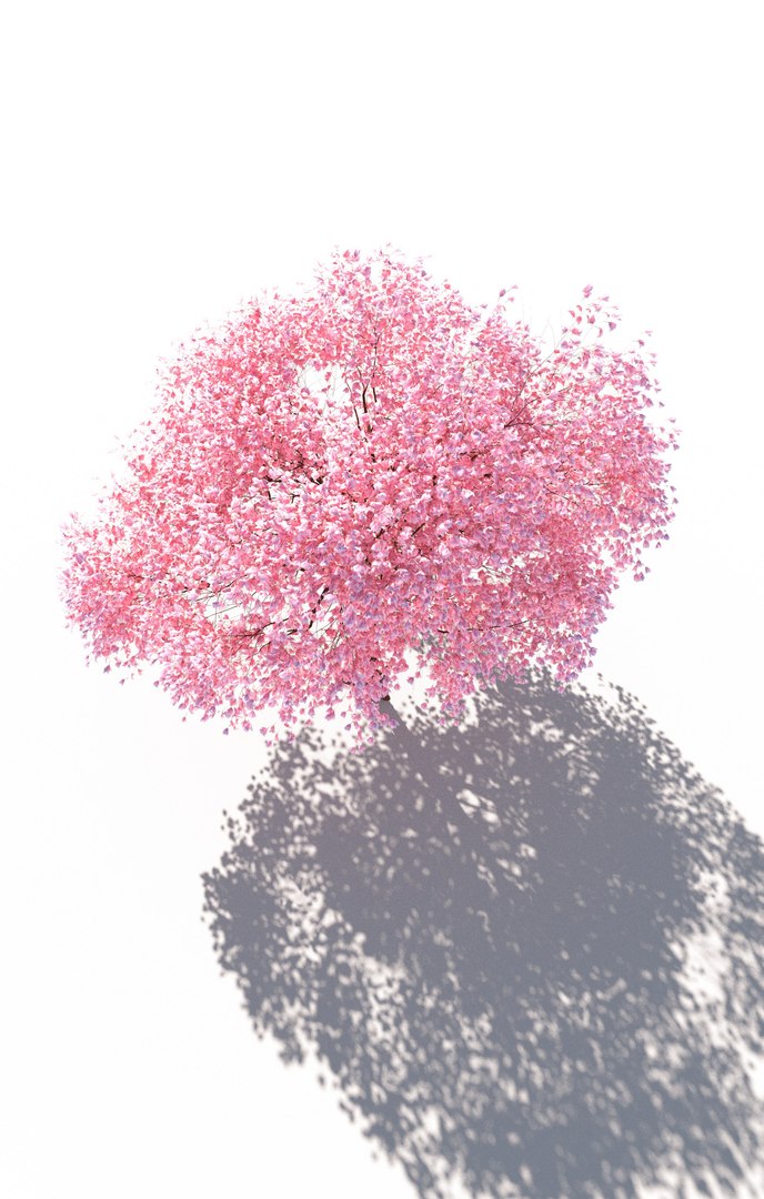 Cherry Tree Flowering Prunus Avium A 3D Model - TurboSquid 1779563