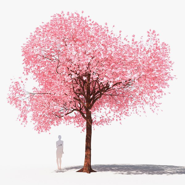 Cherry tree flowering prunus avium A 3D model - TurboSquid 1779563