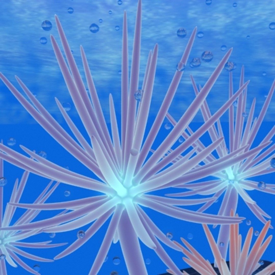 anemone 3d model