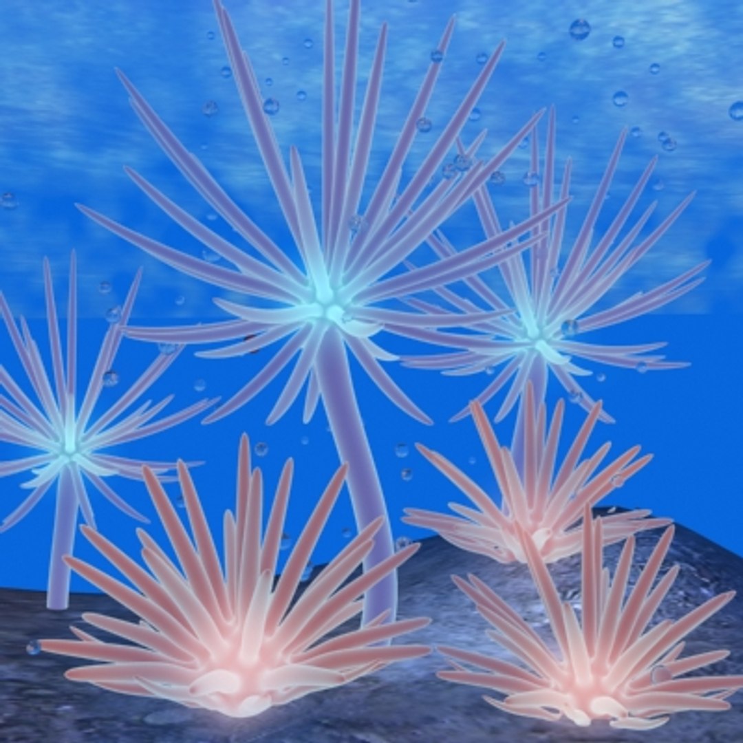 anemone 3d model