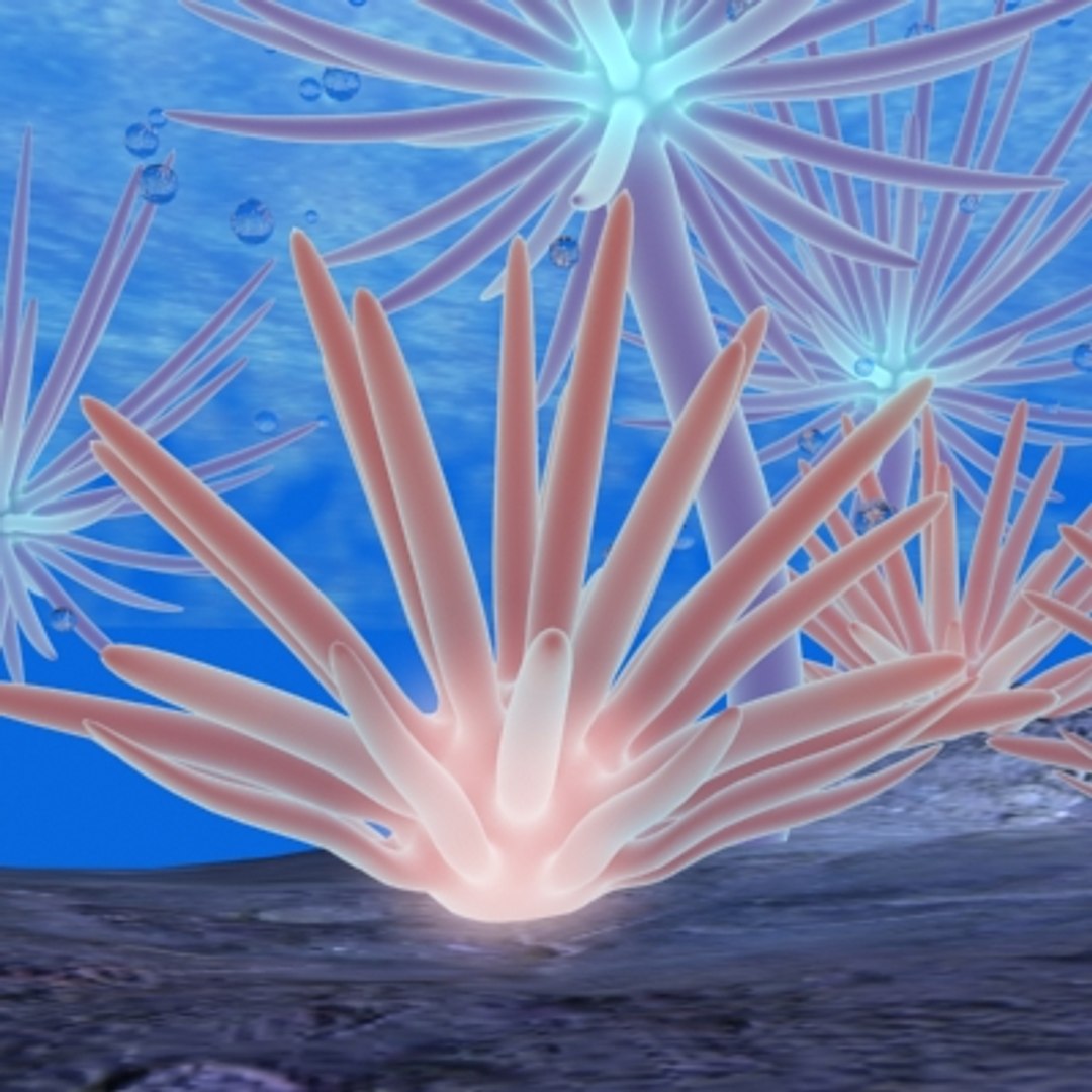 anemone 3d model