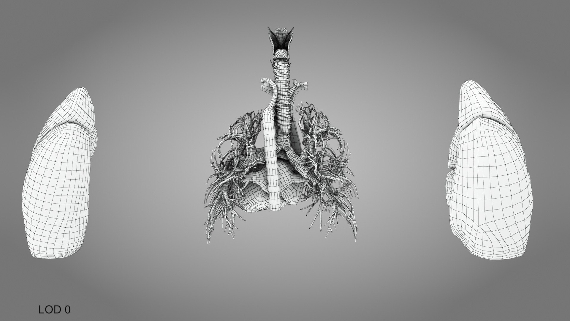 3D Lungs and Heart - TurboSquid 1923471