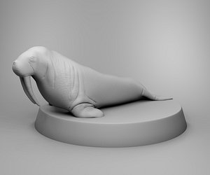 Walrus 3D Models for Download | TurboSquid