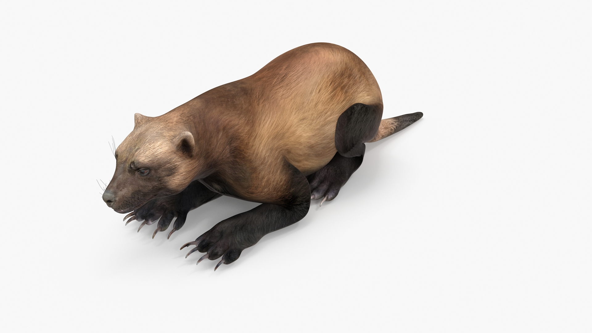Wolverine Dark Color Lying Down Pose 3D Model - TurboSquid 2130600