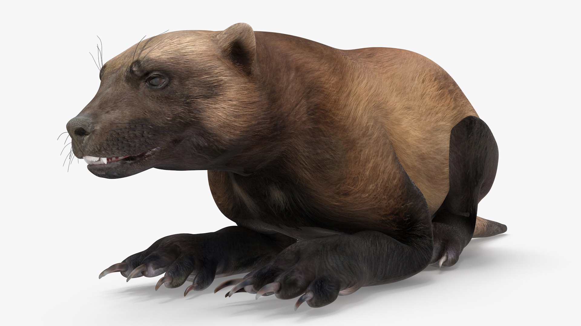 Wolverine Dark Color Lying Down Pose 3D Model - TurboSquid 2130600