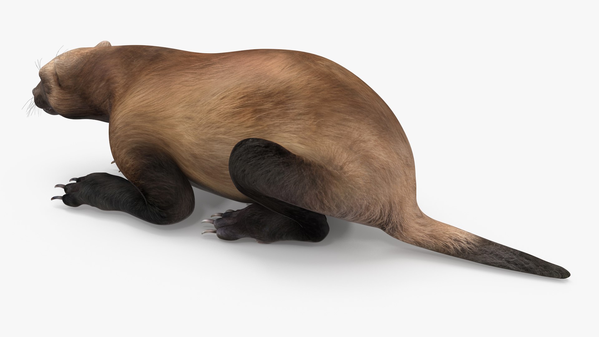 Wolverine Dark Color Lying Down Pose 3D Model - TurboSquid 2130600