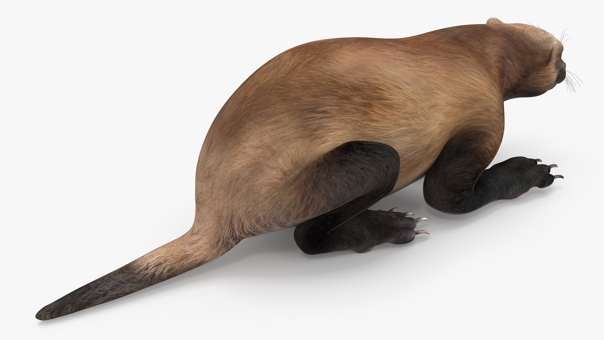 Wolverine Dark Color Lying Down Pose 3D Model - TurboSquid 2130600