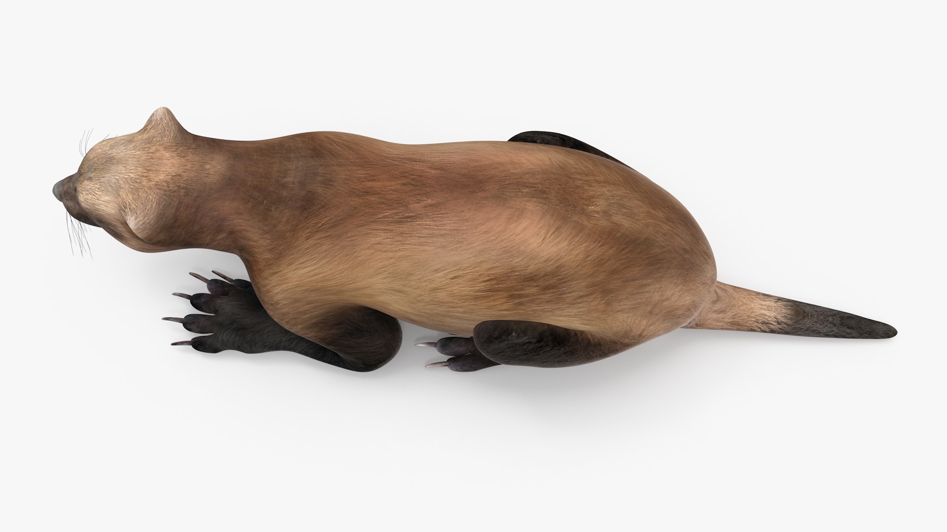 Wolverine Dark Color Lying Down Pose 3D Model - TurboSquid 2130600