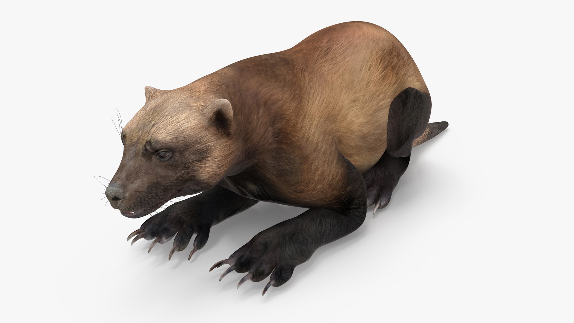 Wolverine Dark Color Lying Down Pose 3D Model - TurboSquid 2130600