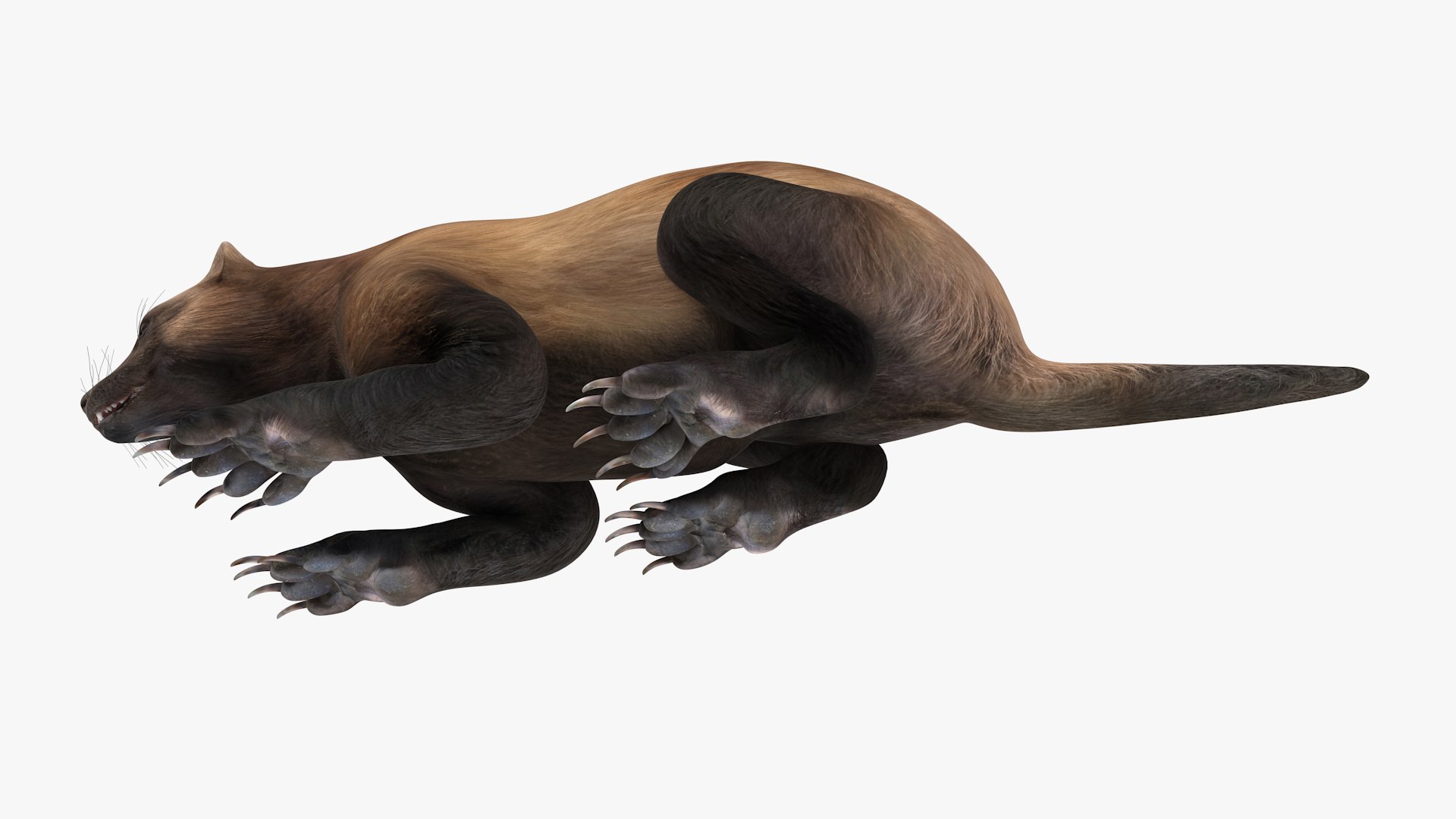 Wolverine Dark Color Lying Down Pose 3D Model - TurboSquid 2130600