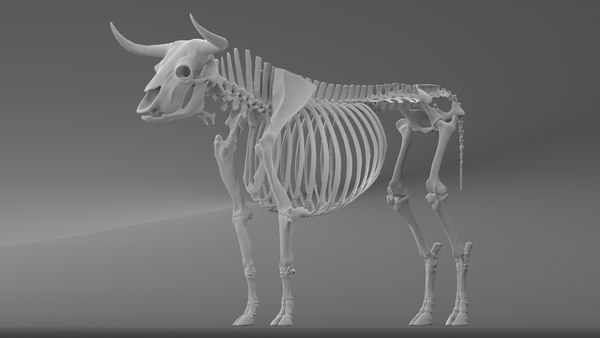 3D bull rigged - TurboSquid 1453541