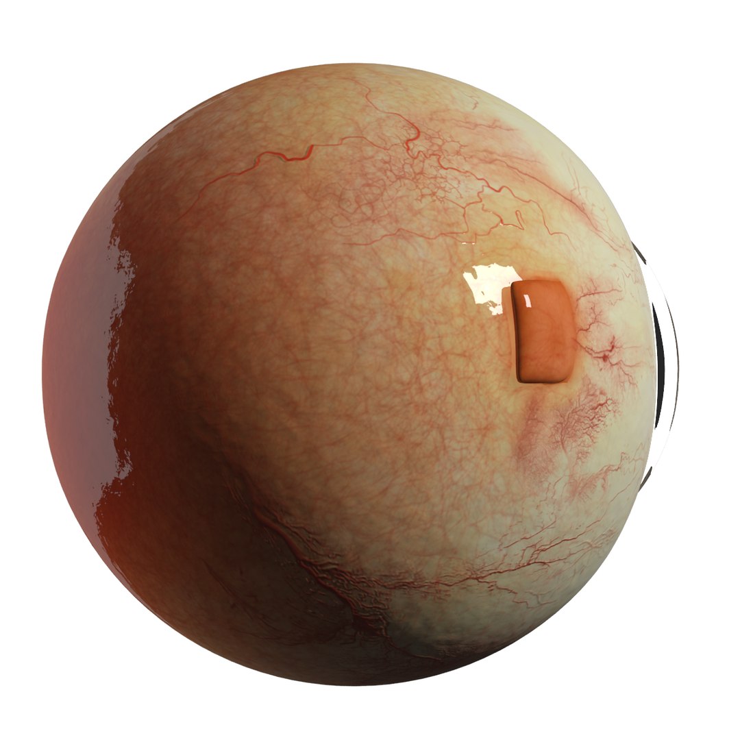 3d Realistic Eyeball Eyes