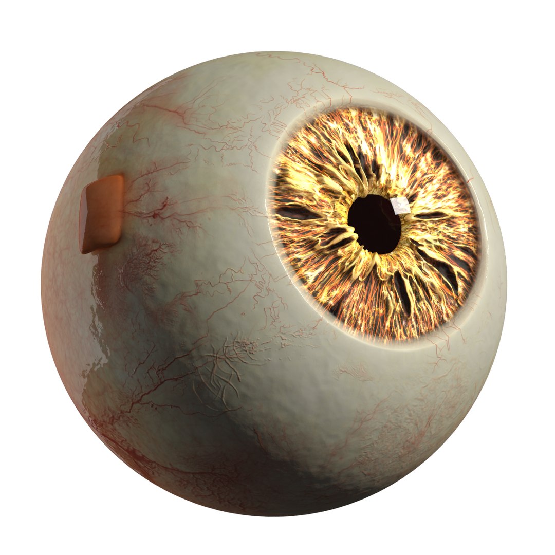 3d Realistic Eyeball Eyes