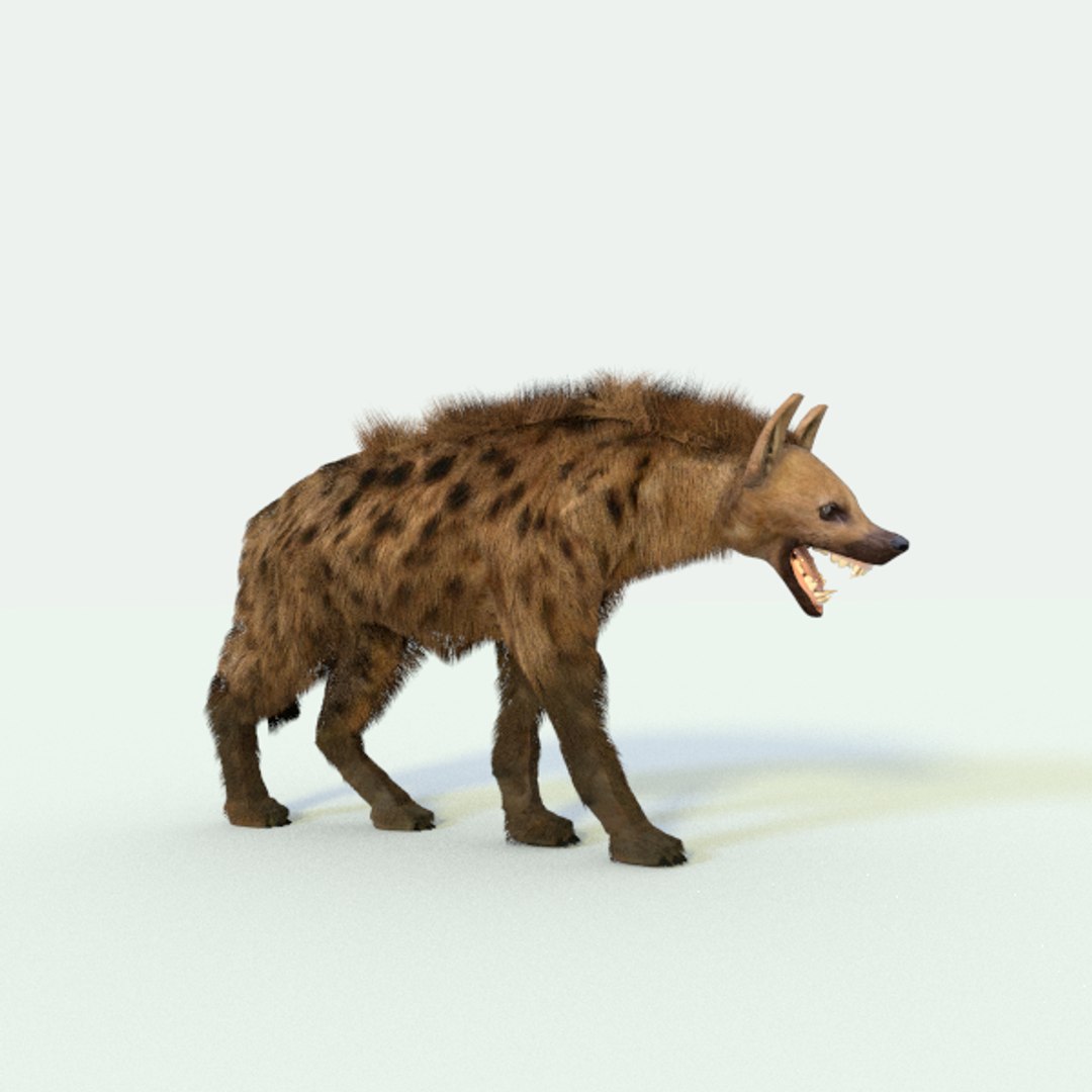 3d Hyena Animation