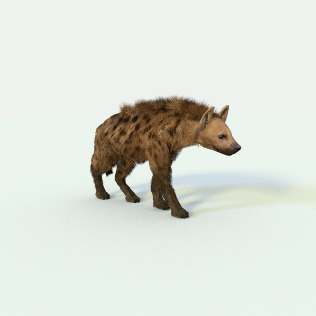 3d Hyena Animation