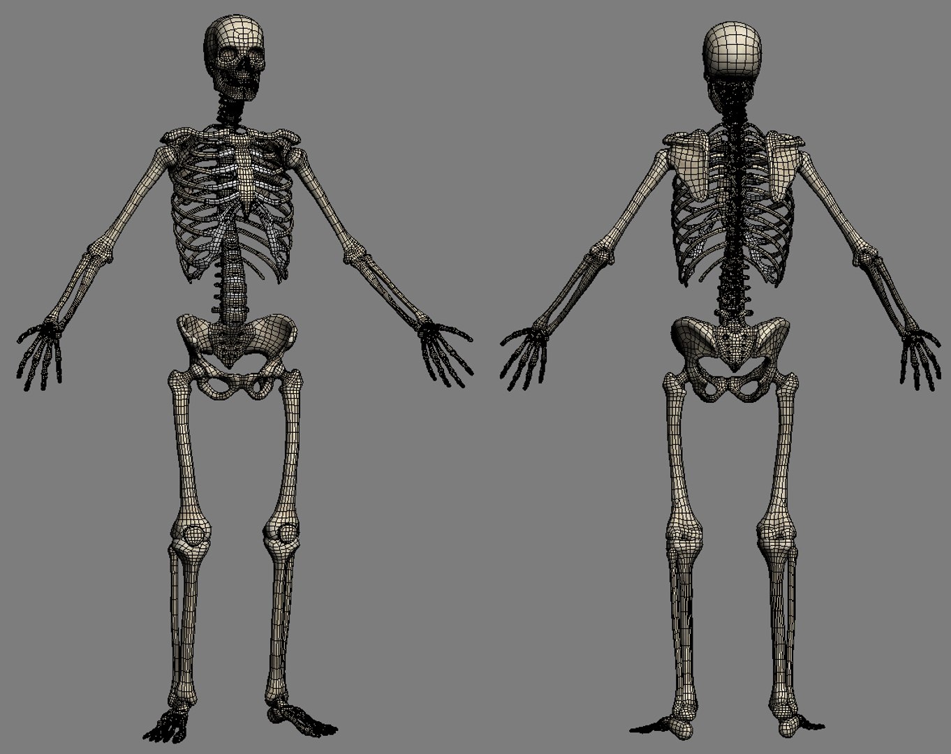 Realistic Skeleton Anatomy Male Man Max