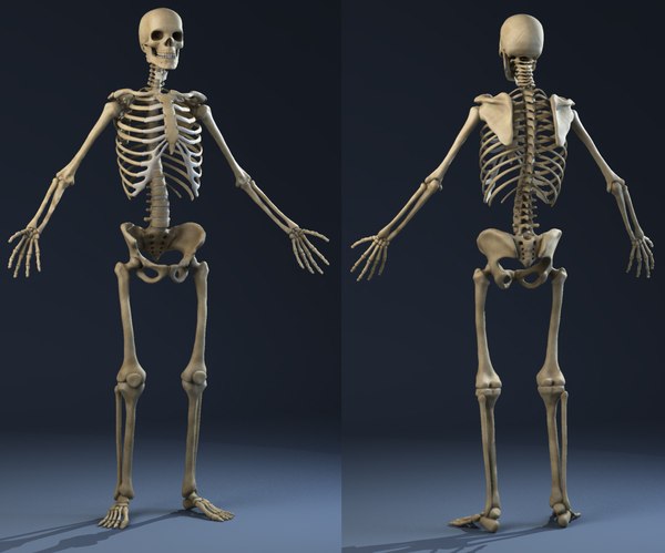해부학 해골 (남성) 3D 모델 - TurboSquid 671366