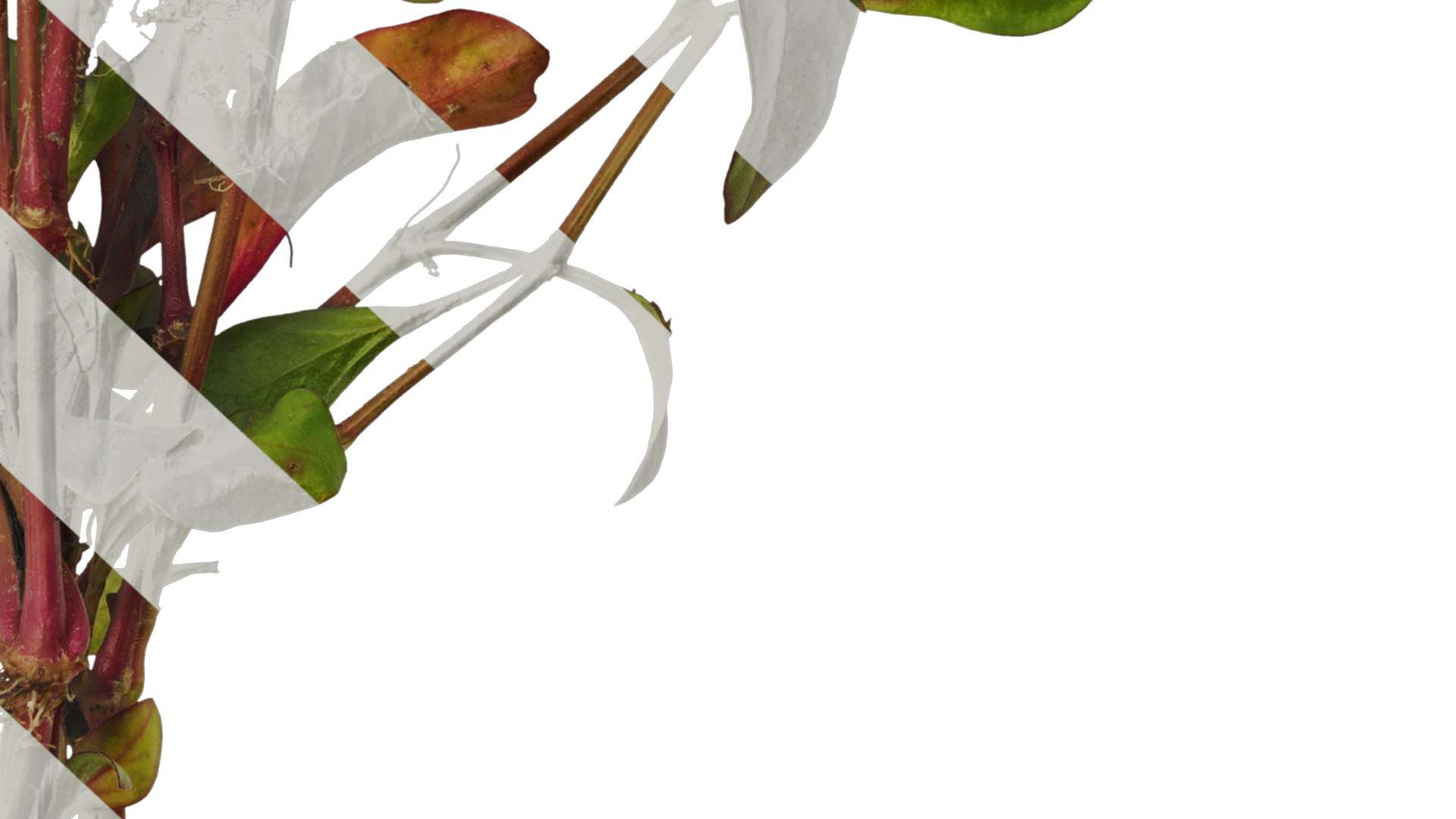 Anydrafts Rosanervig Red Atlas 01 Textures 3D Model - TurboSquid 2345148