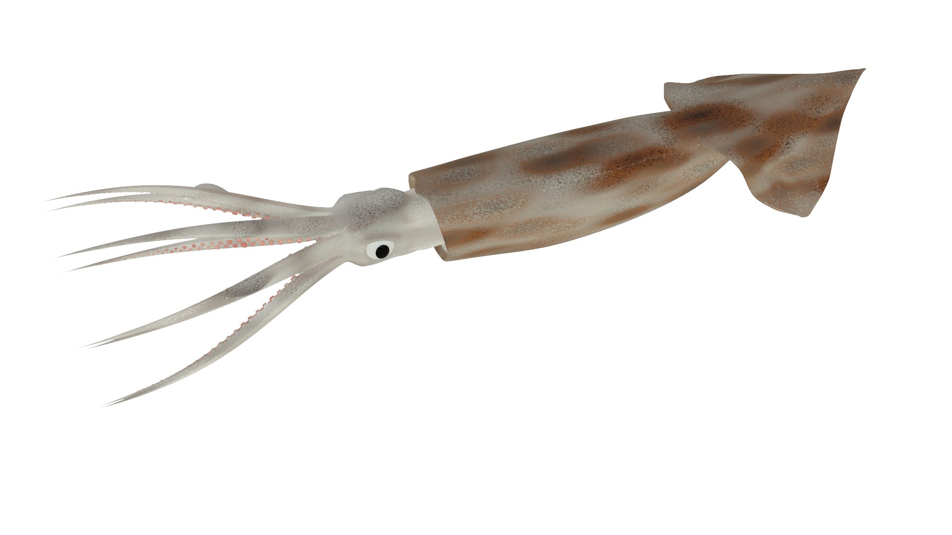 SQUID 3D Model - TurboSquid 1889052