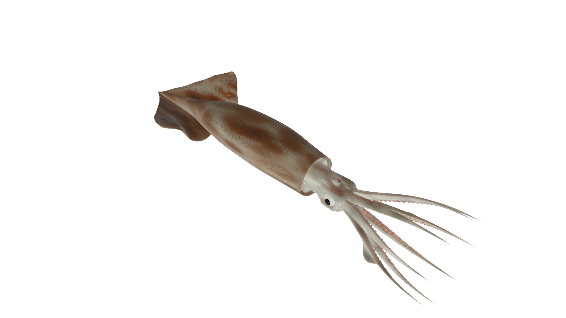 SQUID 3D Model - TurboSquid 1889052